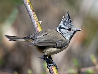 Crested Tit - Lophophanes cristatus - Birds of the World