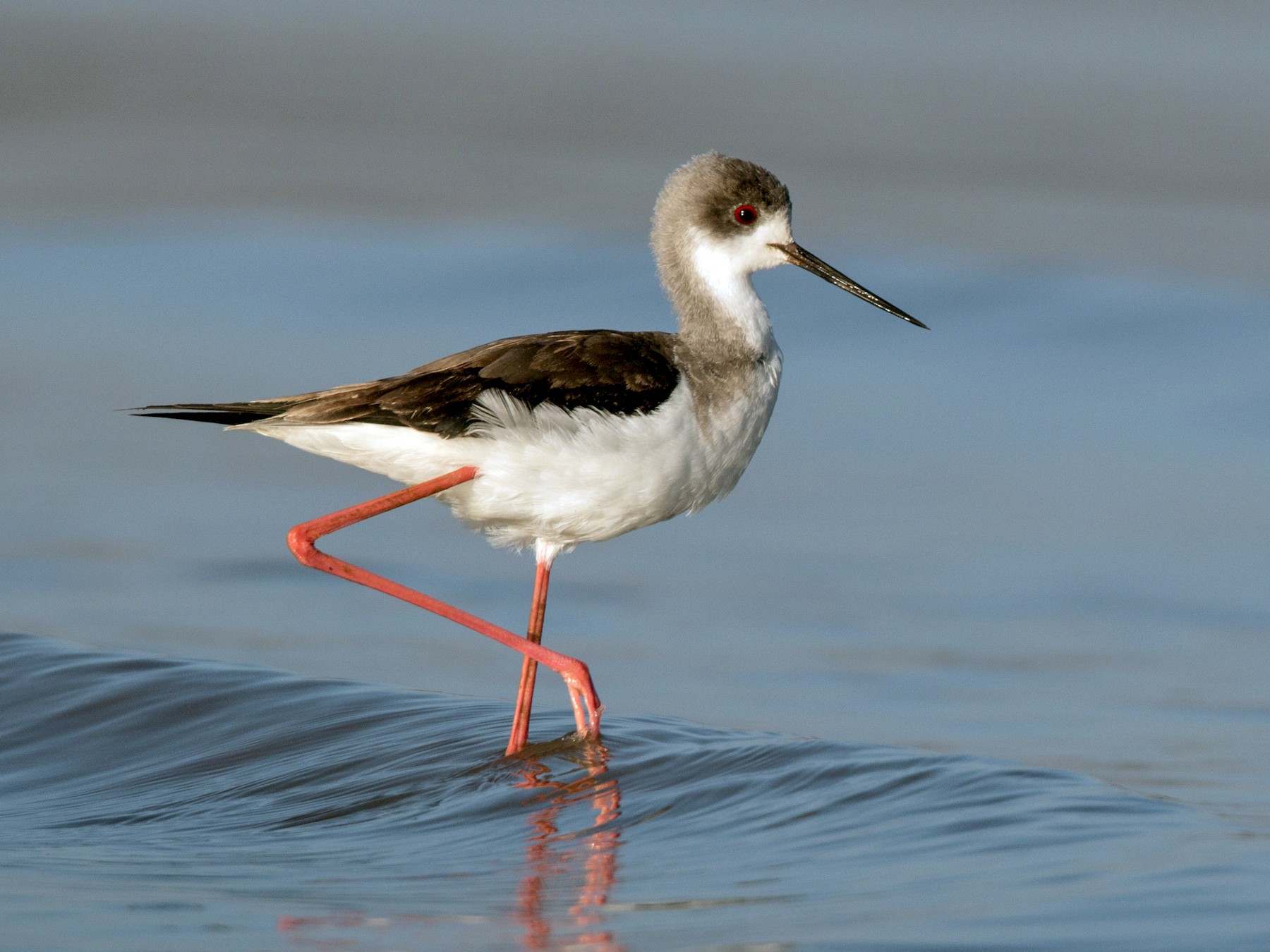Black-winged Stilt - eBird
