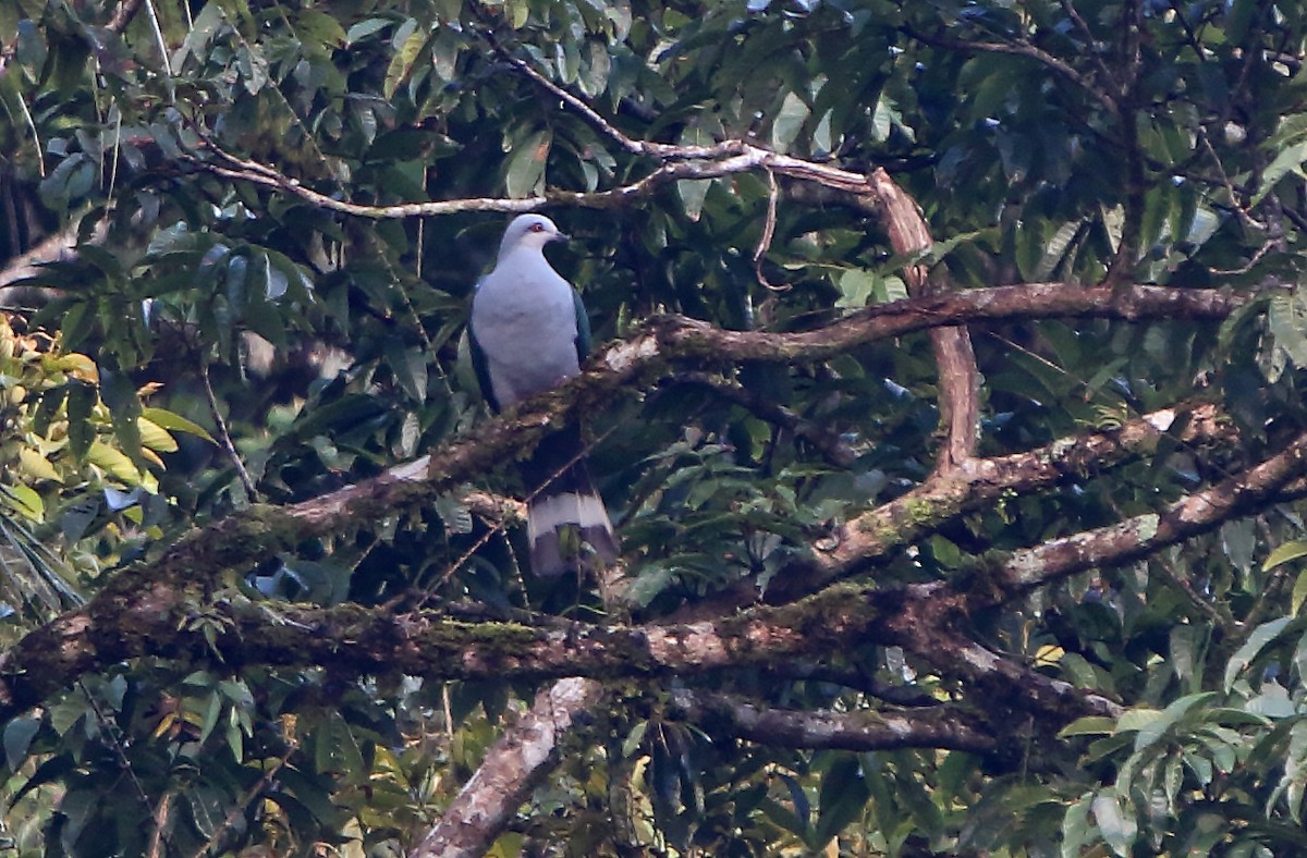 ML450398781 Mindoro Imperial-Pigeon Macaulay Library