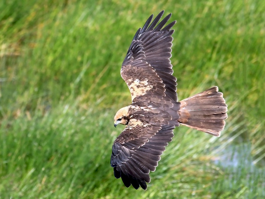 Eurasian Marsh-Harrier - eBird