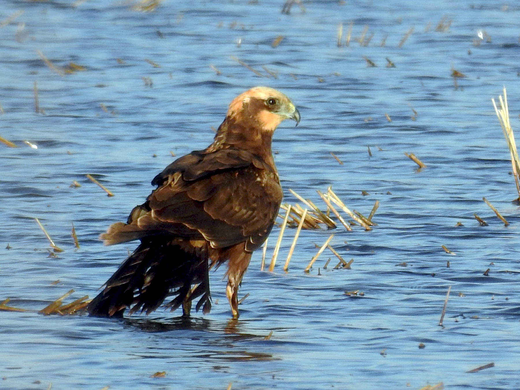 Eurasian Marsh-Harrier - eBird