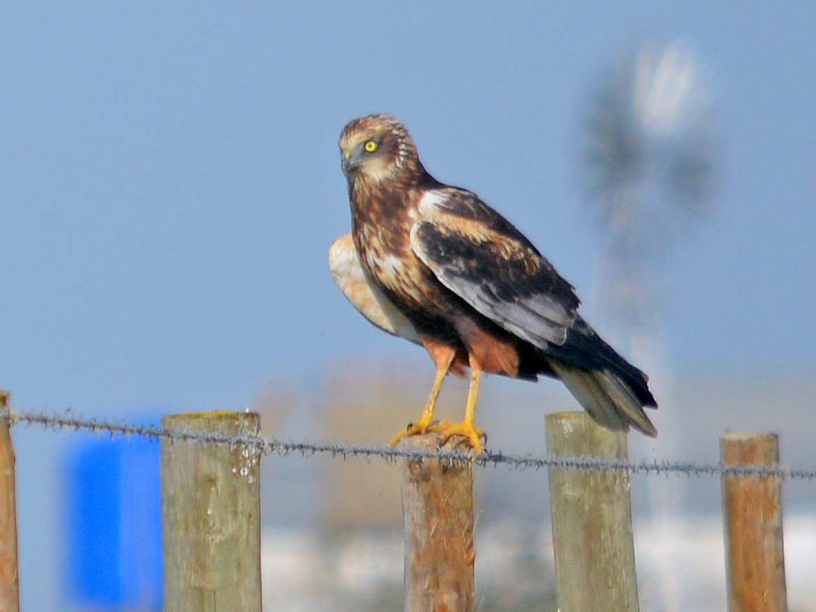 Western Marsh Harrier - eBird