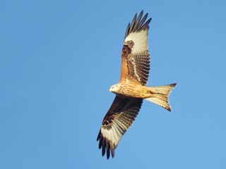 Red Kite - eBird