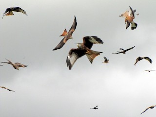 Red Kite - eBird