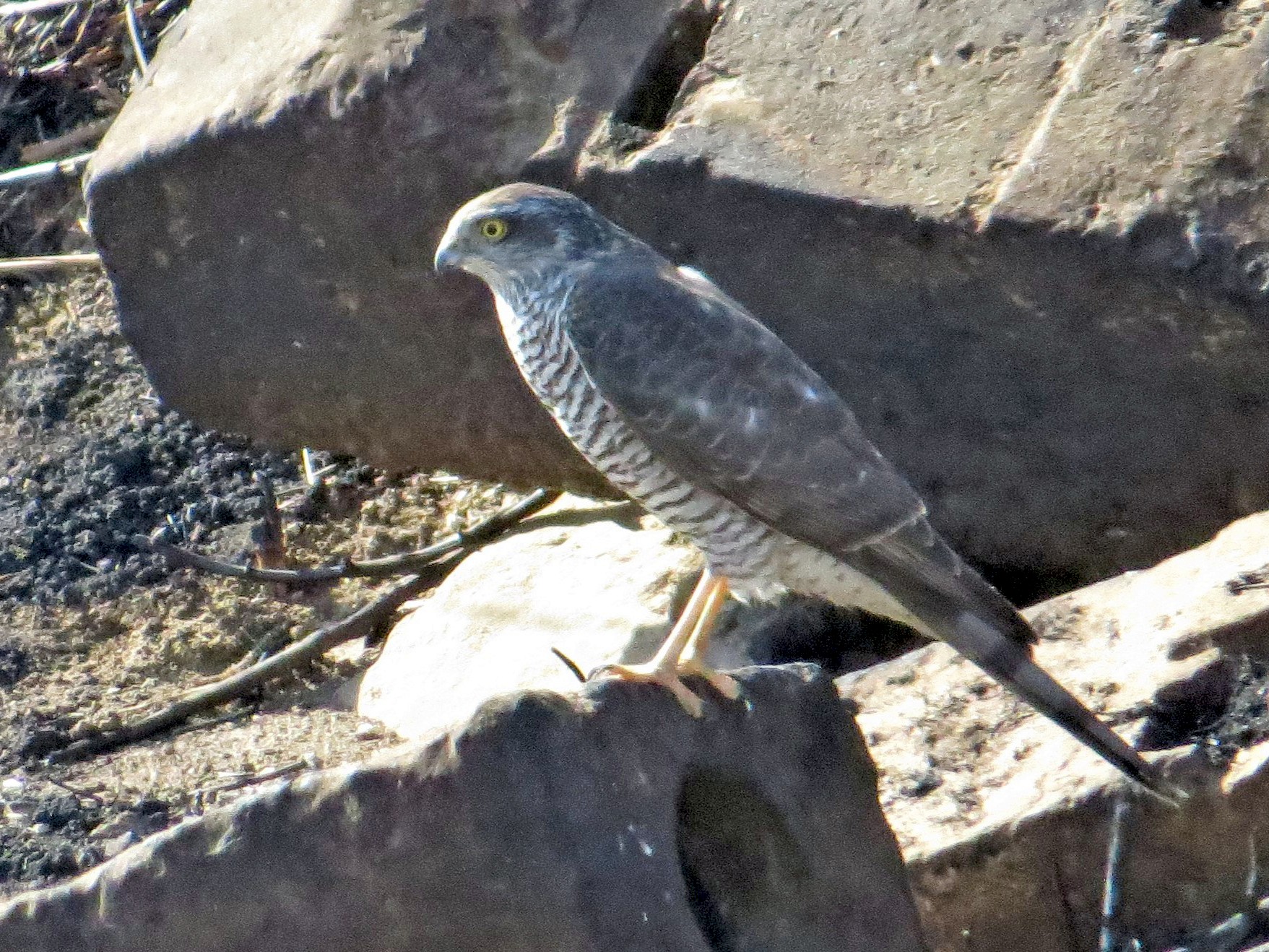 Eurasian Sparrowhawk - eBird