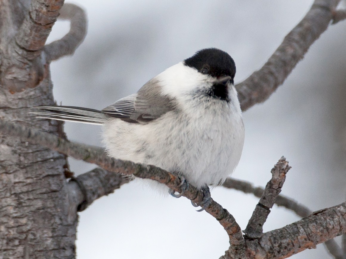 Willow Tit - eBird
