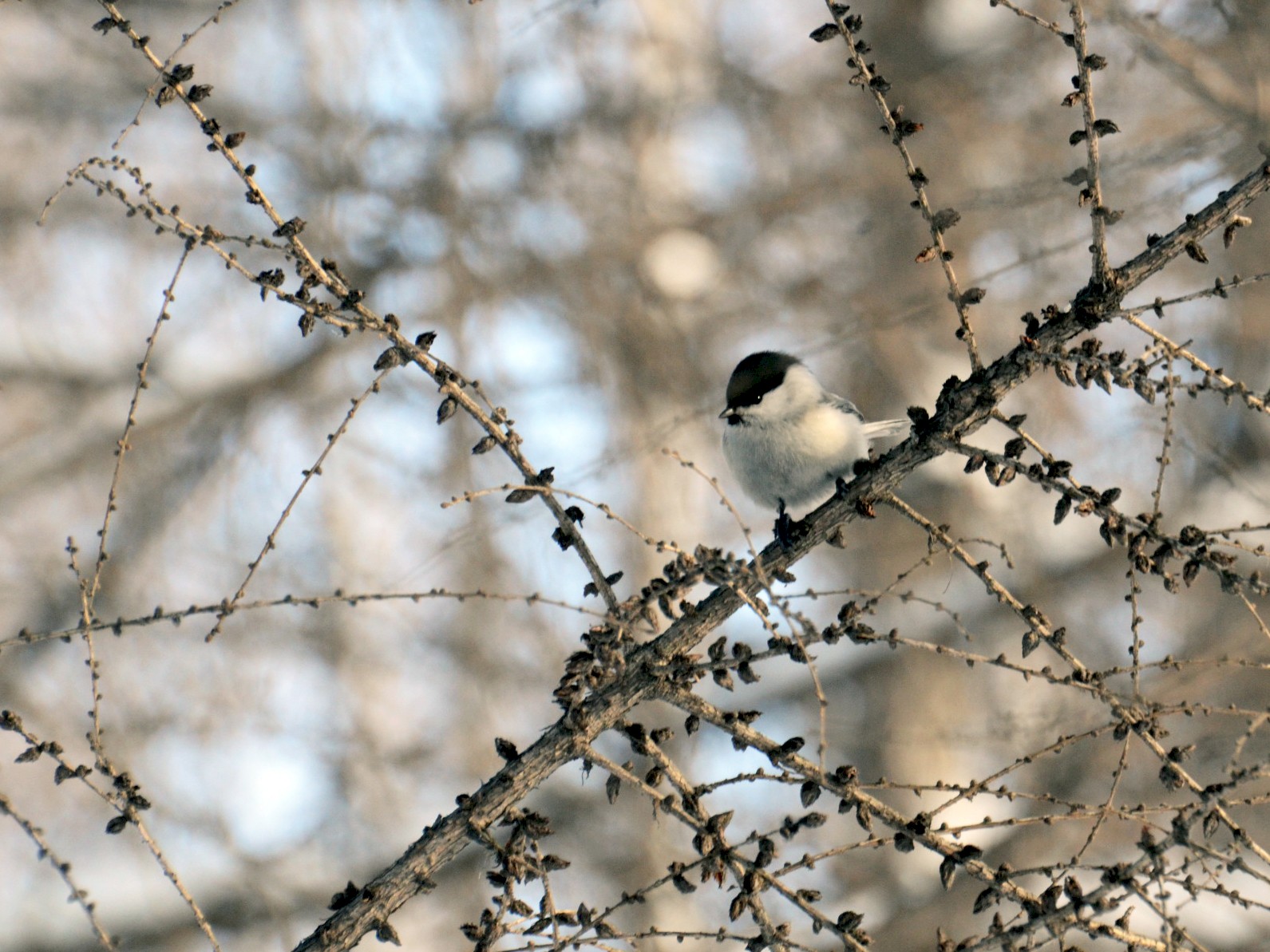 Willow Tit - eBird