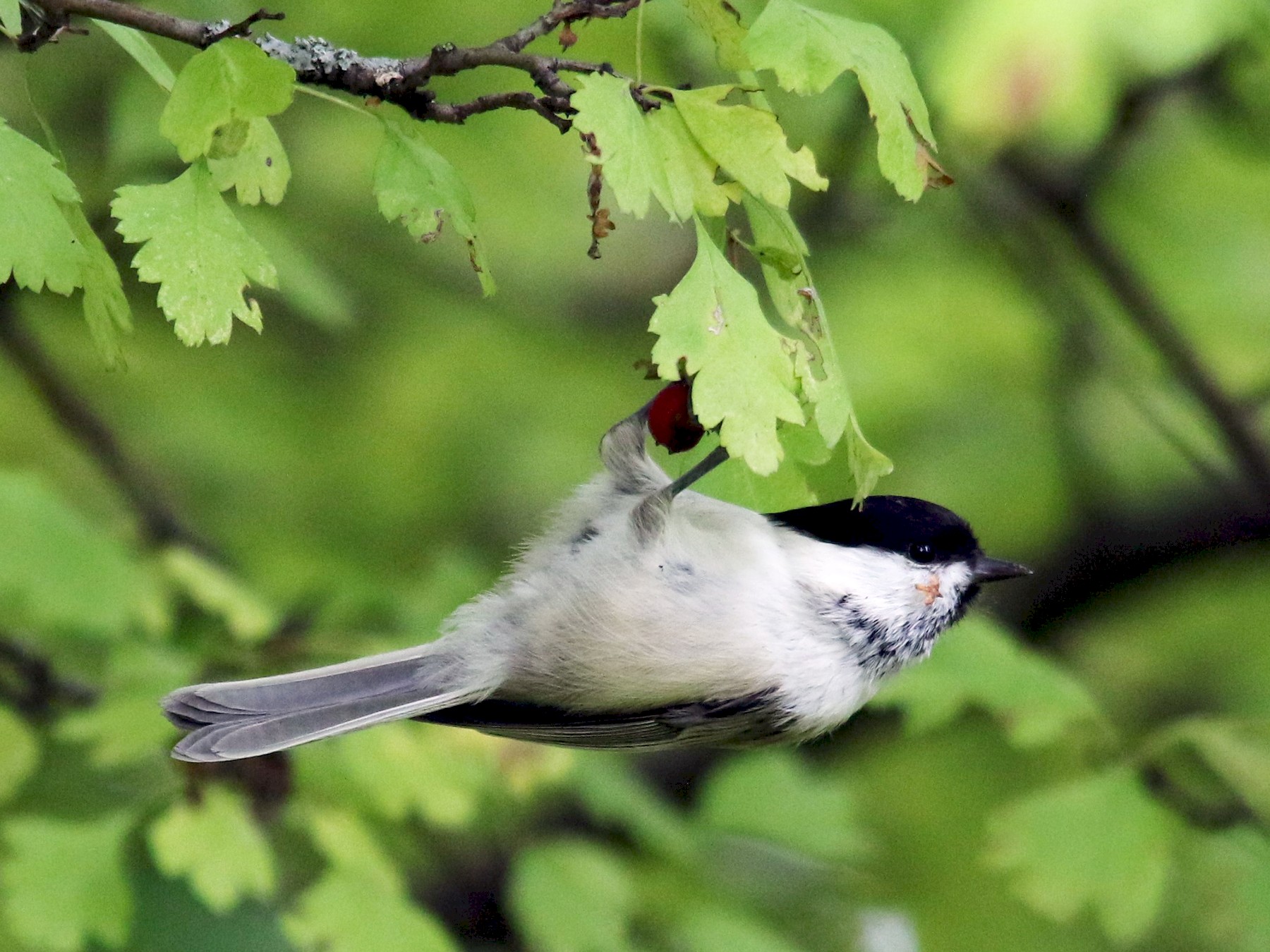 Willow Tit - eBird