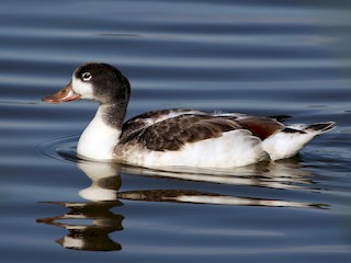 Common Shelduck - eBird
