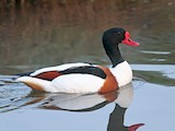 Common Shelduck - Abundance map: Pre-breeding migration - eBird Status ...