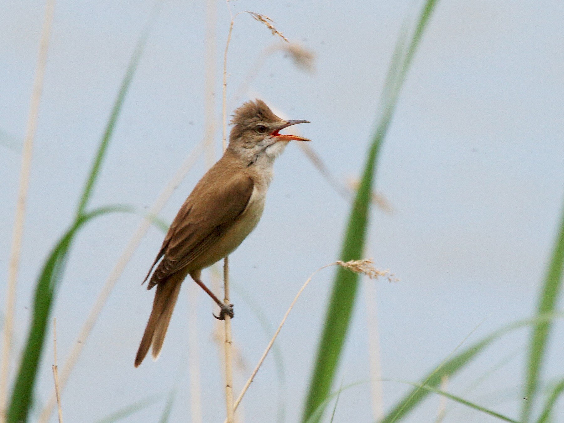 Great Reed Warbler - eBird