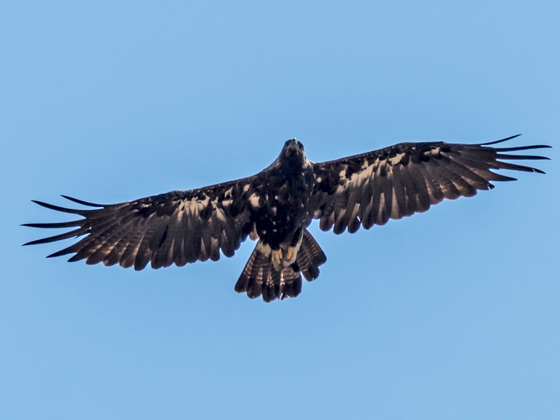Imperial Eagle - eBird