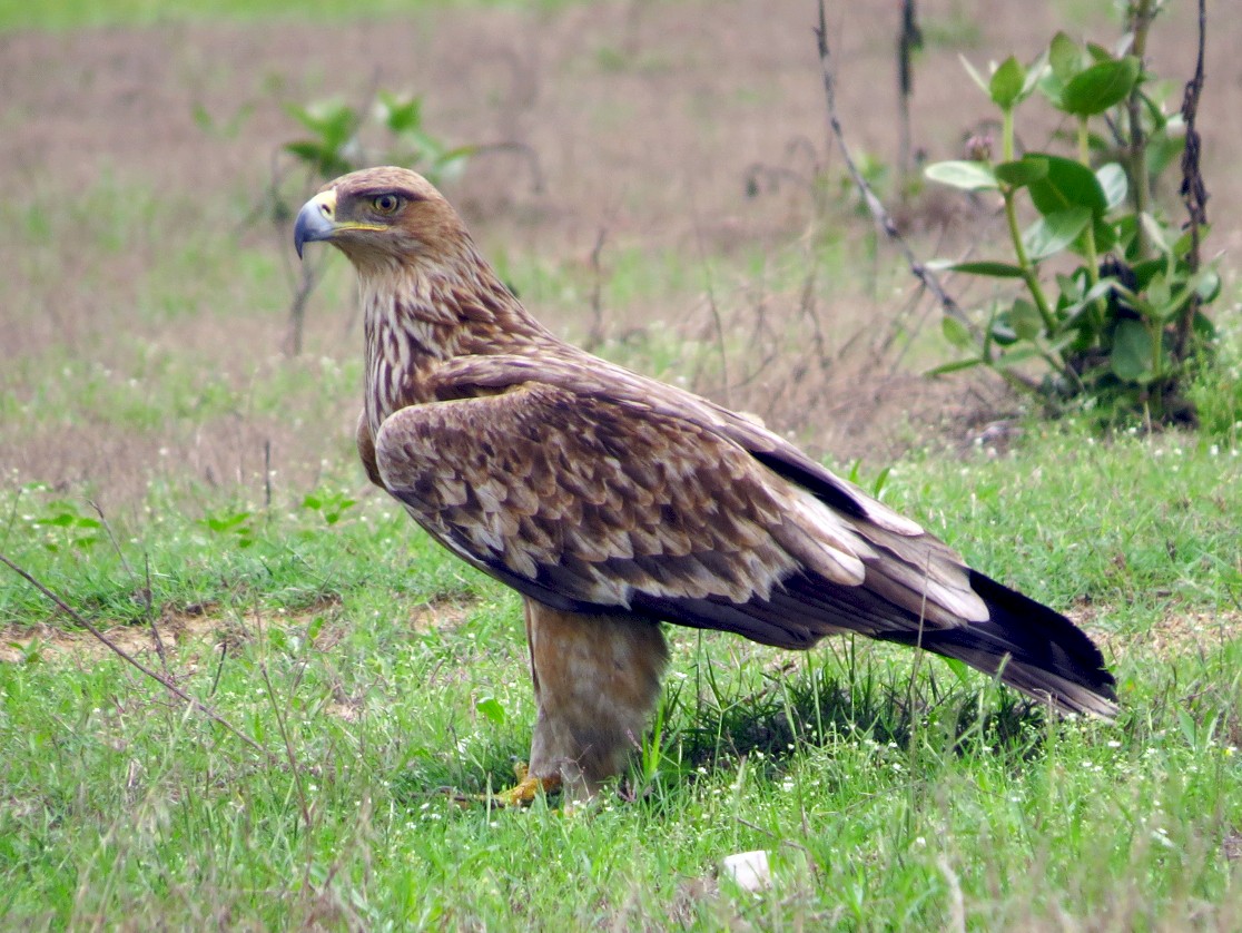 Imperial Eagle - eBird
