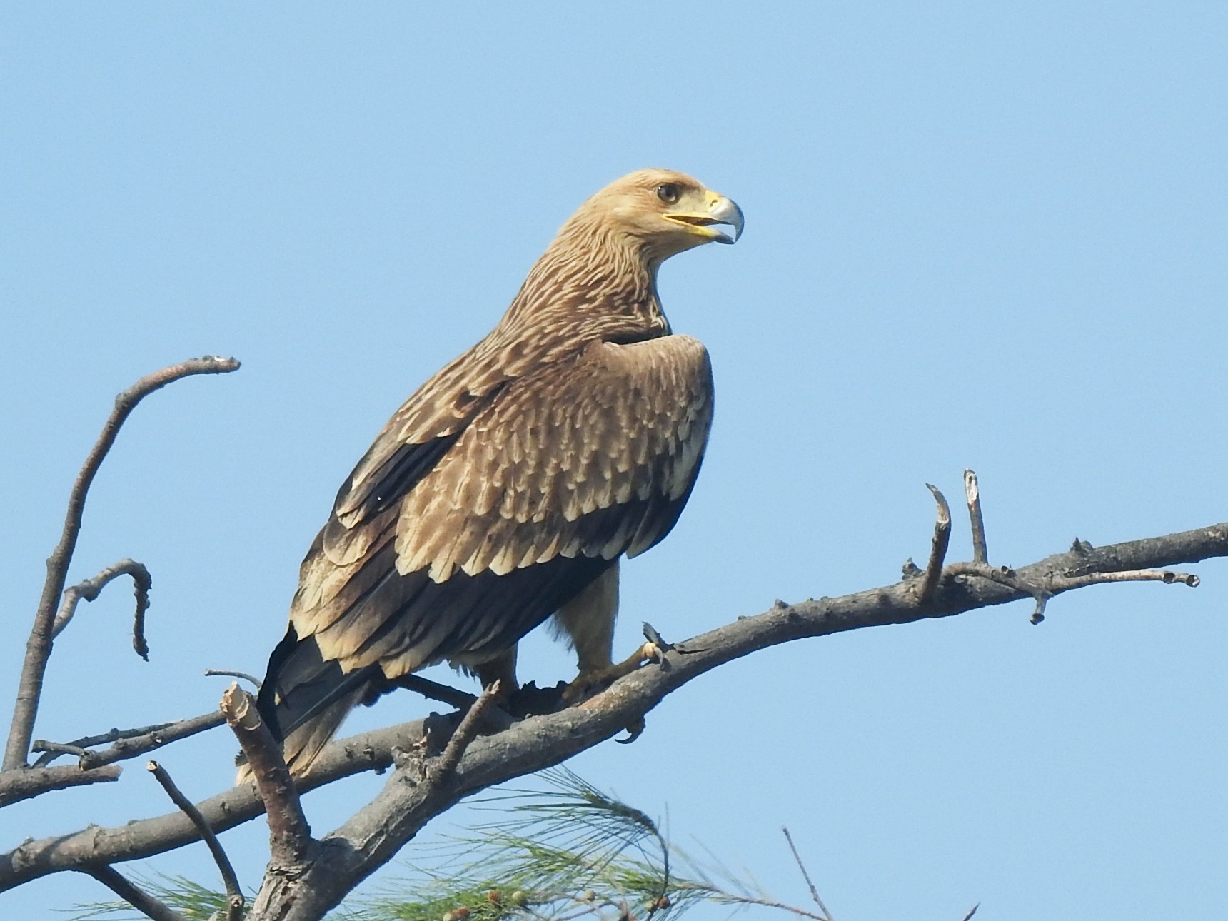Imperial Eagle - eBird