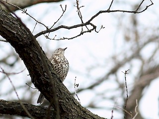 Mistle Thrush - eBird