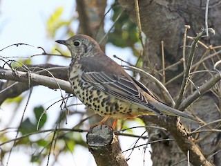 Mistle Thrush - eBird