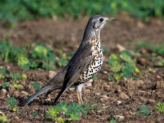 Mistle Thrush - eBird