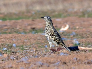 Mistle Thrush - eBird