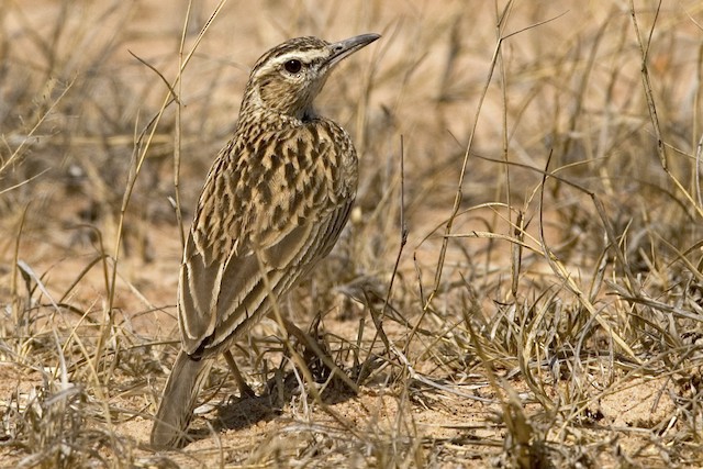 Photos - Short-clawed Lark - Certhilauda chuana - Birds of the World