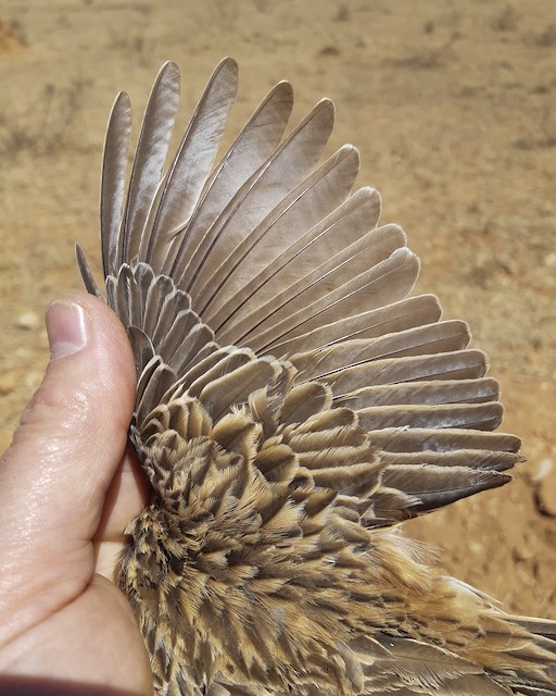 Photos - Short-clawed Lark - Certhilauda chuana - Birds of the World