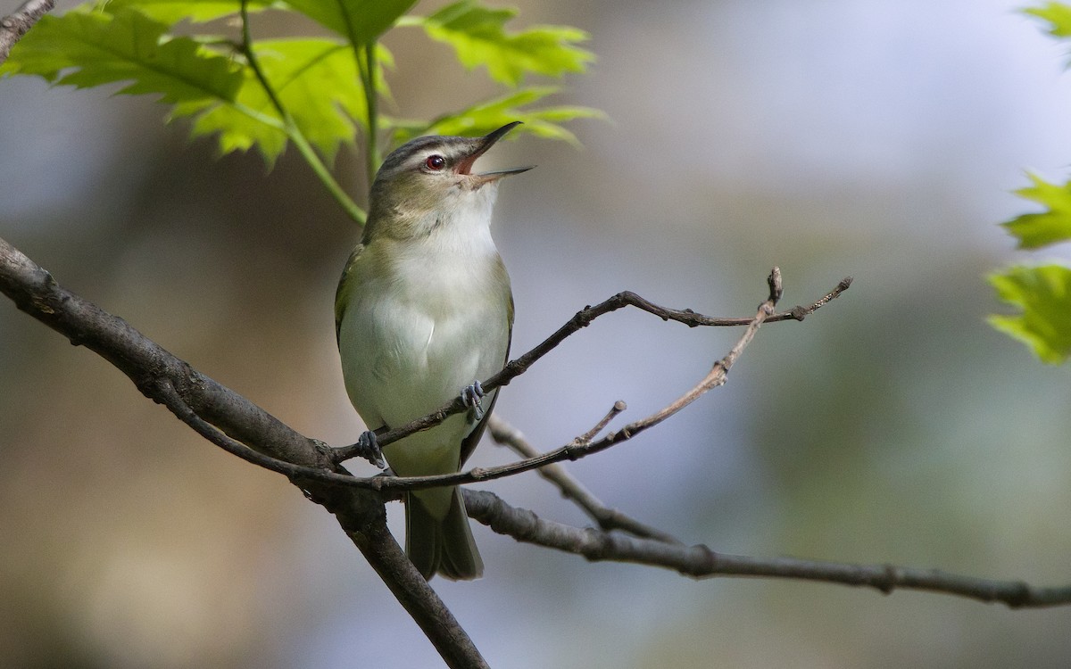 Win a free Cornell Lab Bird Song Identification course - Minnesota eBird