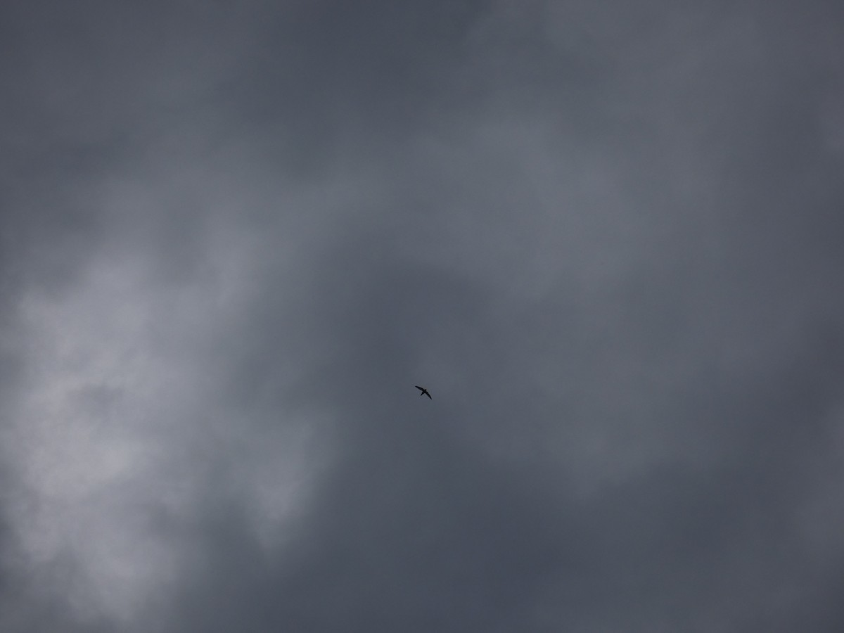 eBird Checklist - 19 May 2022 - Haynes Point Provincial Park - 39 ...