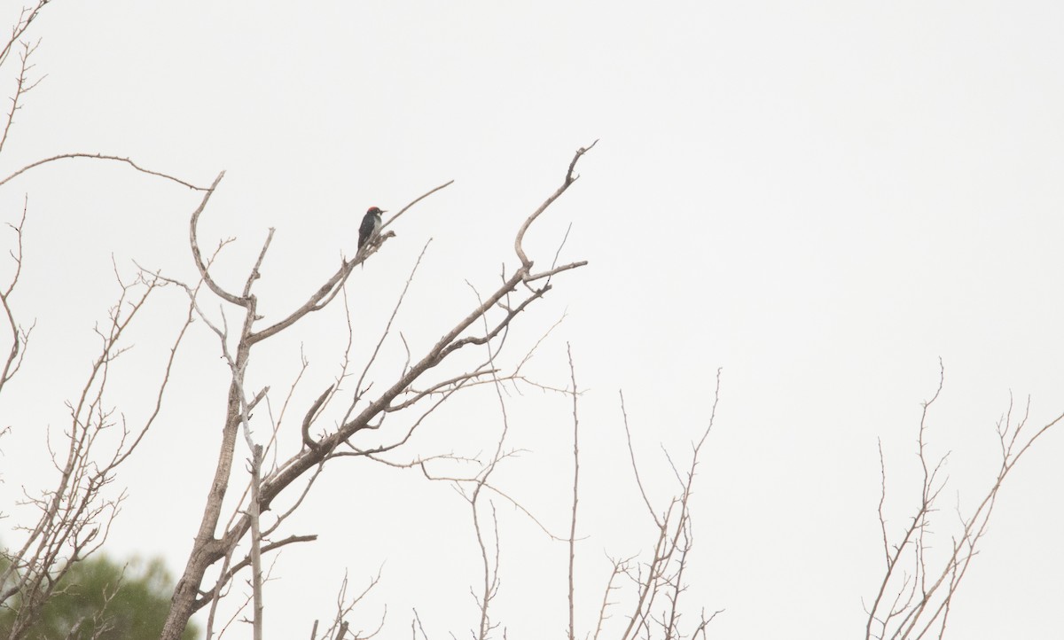 eBird Checklist - 29 Dec 2021 - Fort Lowell Park and Pantano Wash - 51 ...