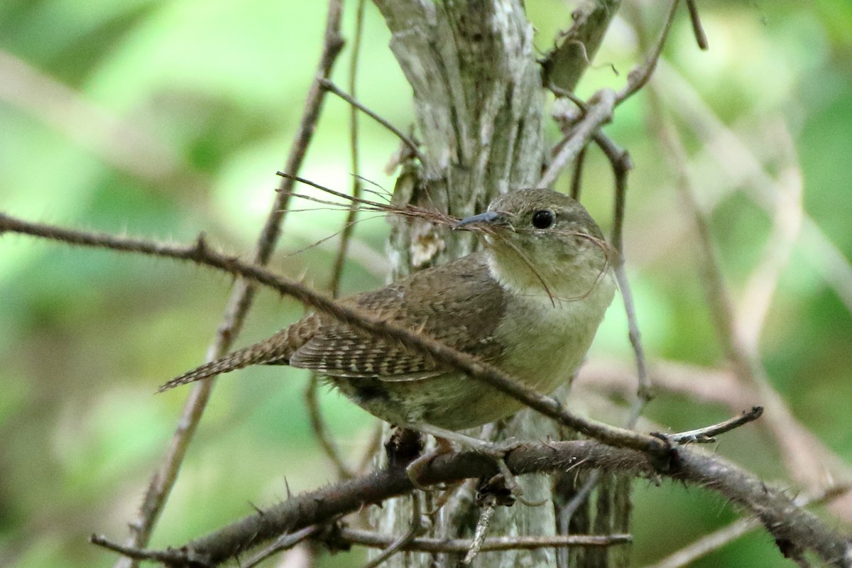 Maryland-DC Breeding Bird Atlas Checklist - 19 May 2022 - Rocks SP ...