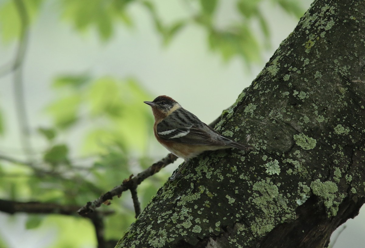 eBird Checklist - 19 May 2022 - Garret Mountain Reservation (Park) - 40 ...