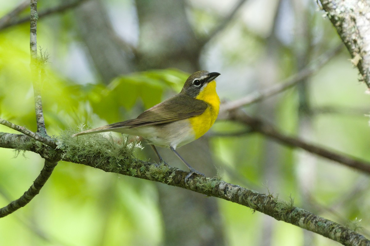 North Carolina Bird Atlas Checklist - 14 May 2022 - Pioneer road - 23 ...