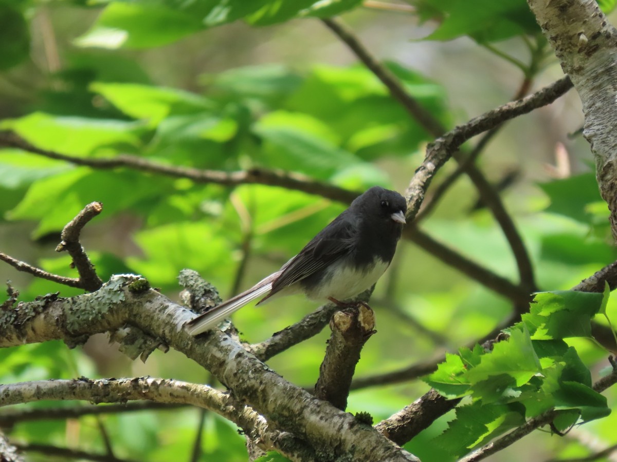 eBird Checklist - 19 May 2022 - Blue Ridge Pkwy--Grassy Ridge Mine ...