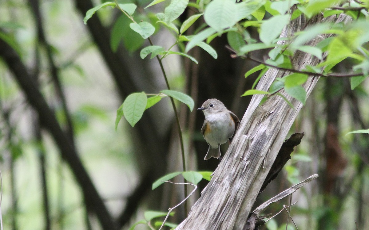 eBird Checklist - 17 May 2022 - Merimetsa (Stroomi Forest) - 3 species