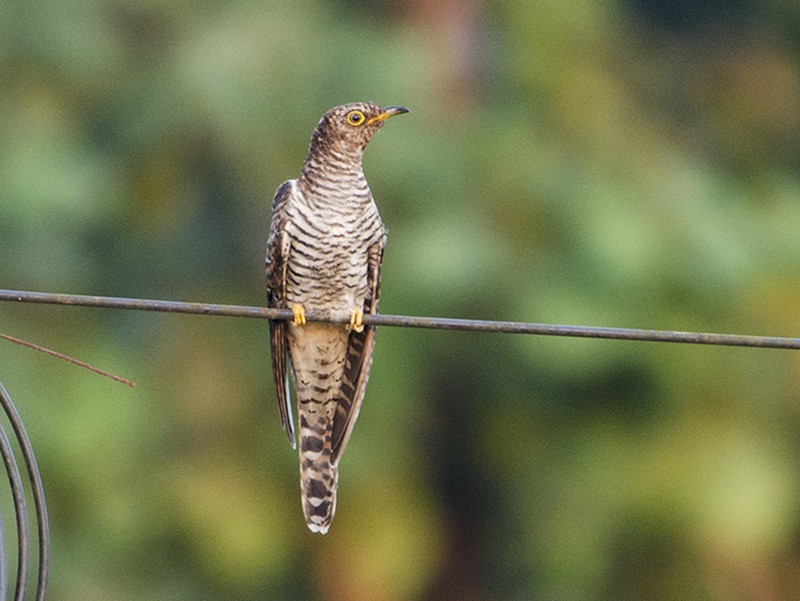 Common Cuckoo