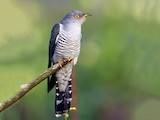 Common Cuckoo - Abundance map - eBird Status and Trends