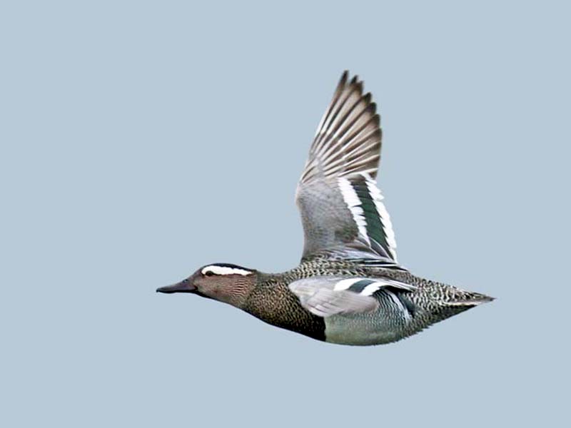 Garganey - eBird