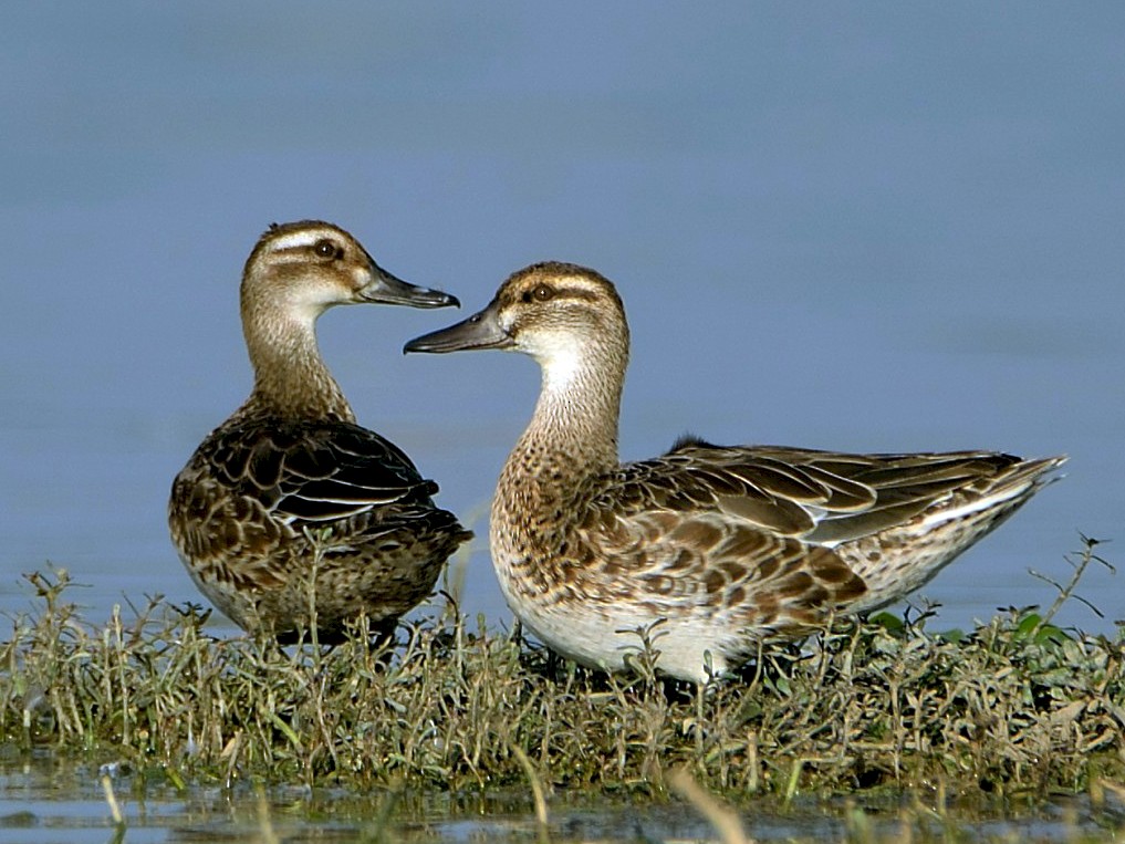 Garganey - eBird