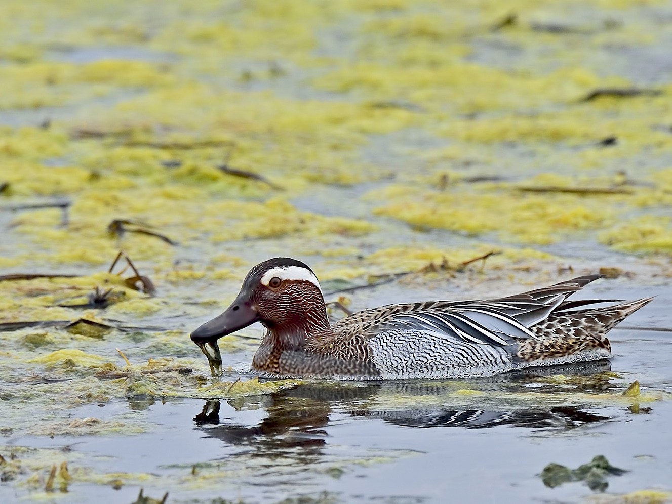Garganey - eBird