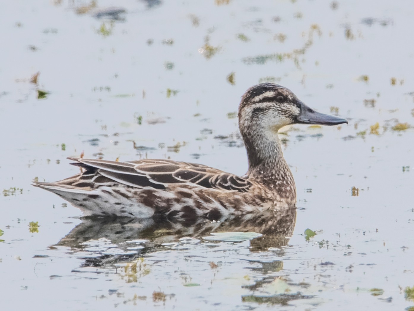 Garganey - eBird