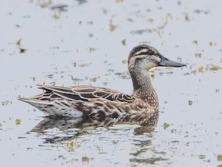 Garganey - eBird