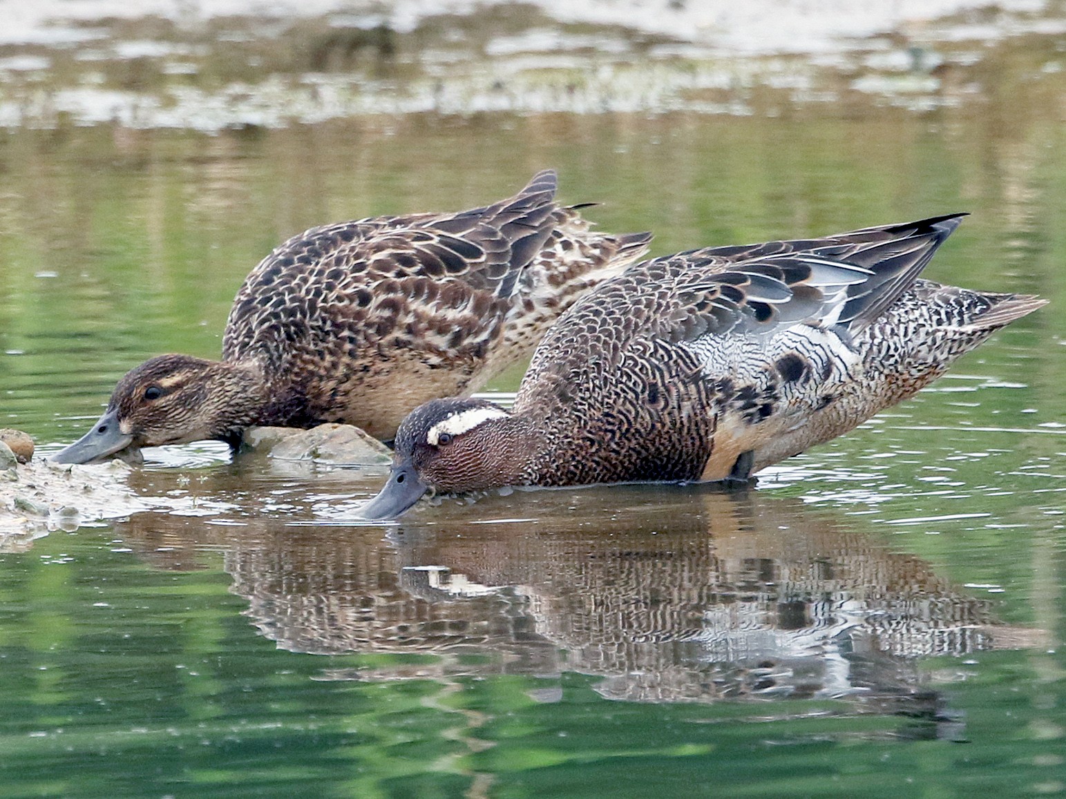 Garganey - eBird