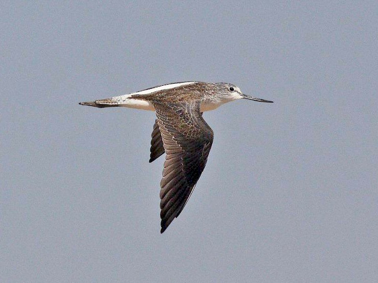 Common Greenshank - eBird