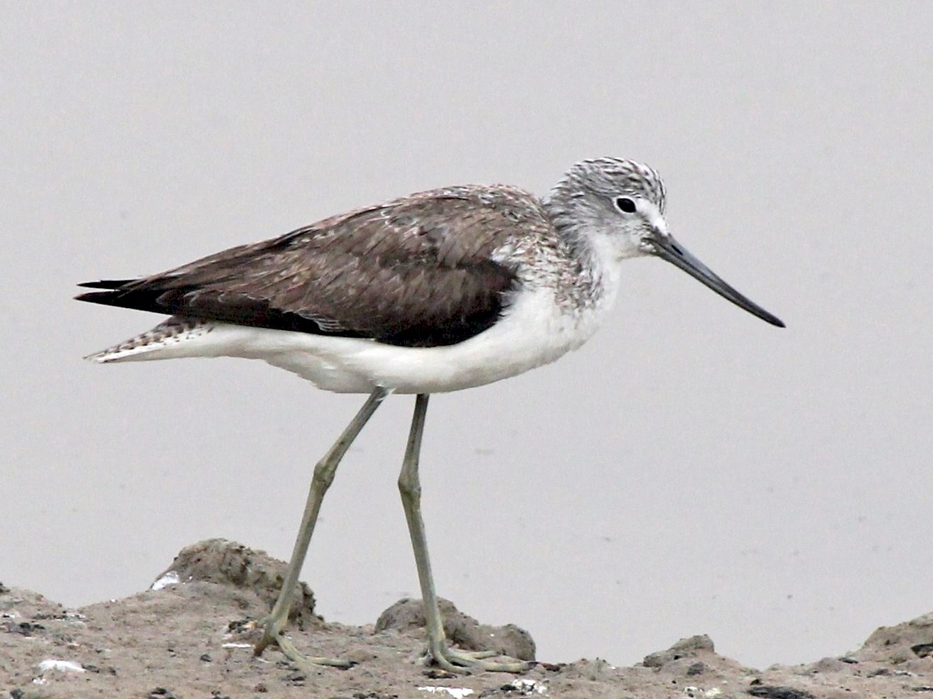 Common Greenshank - eBird