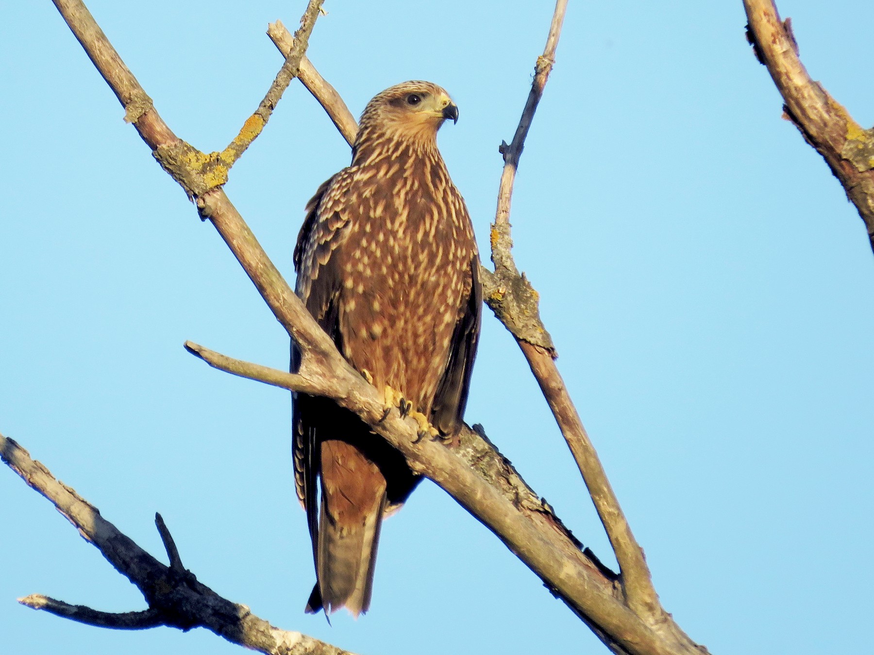 Black Kite - eBird