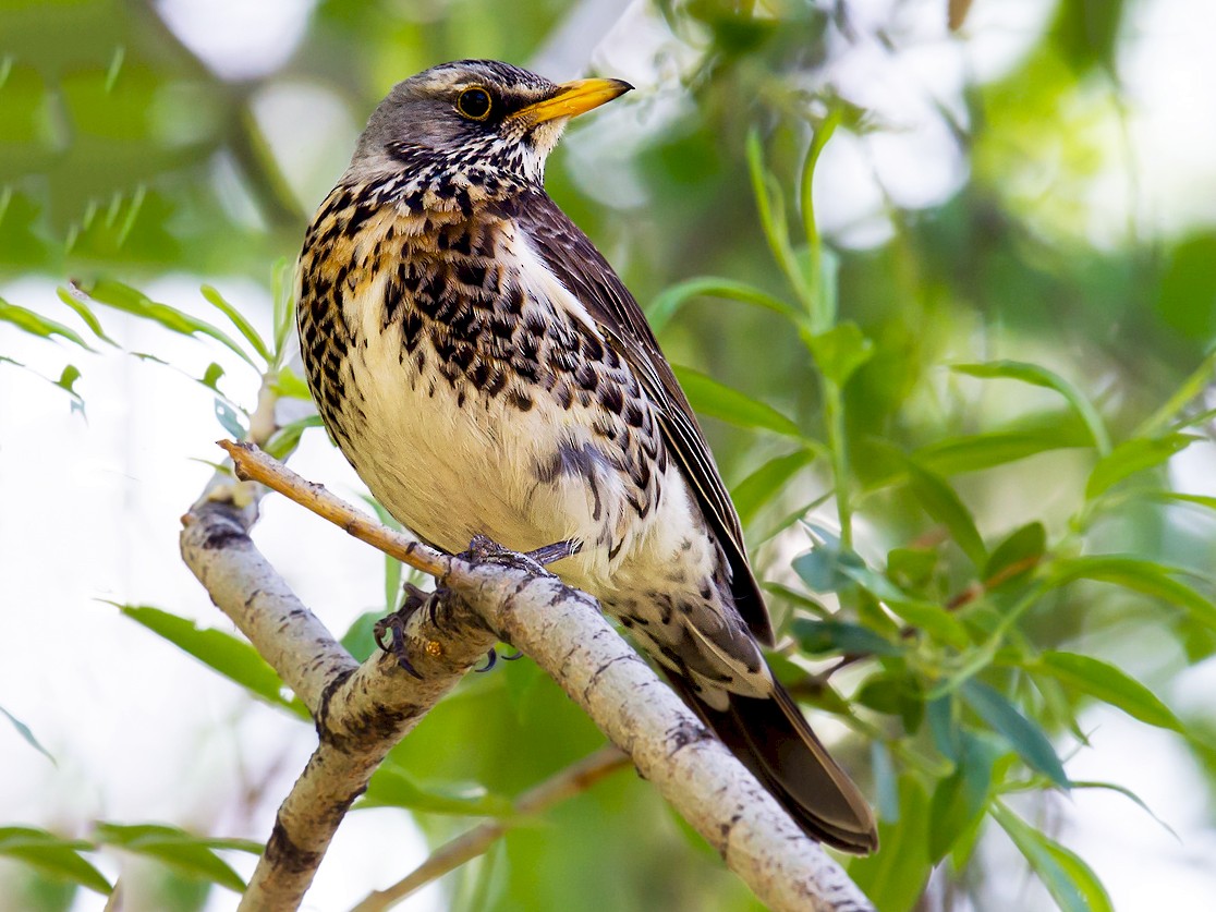 Drozd borovnjak - eBird