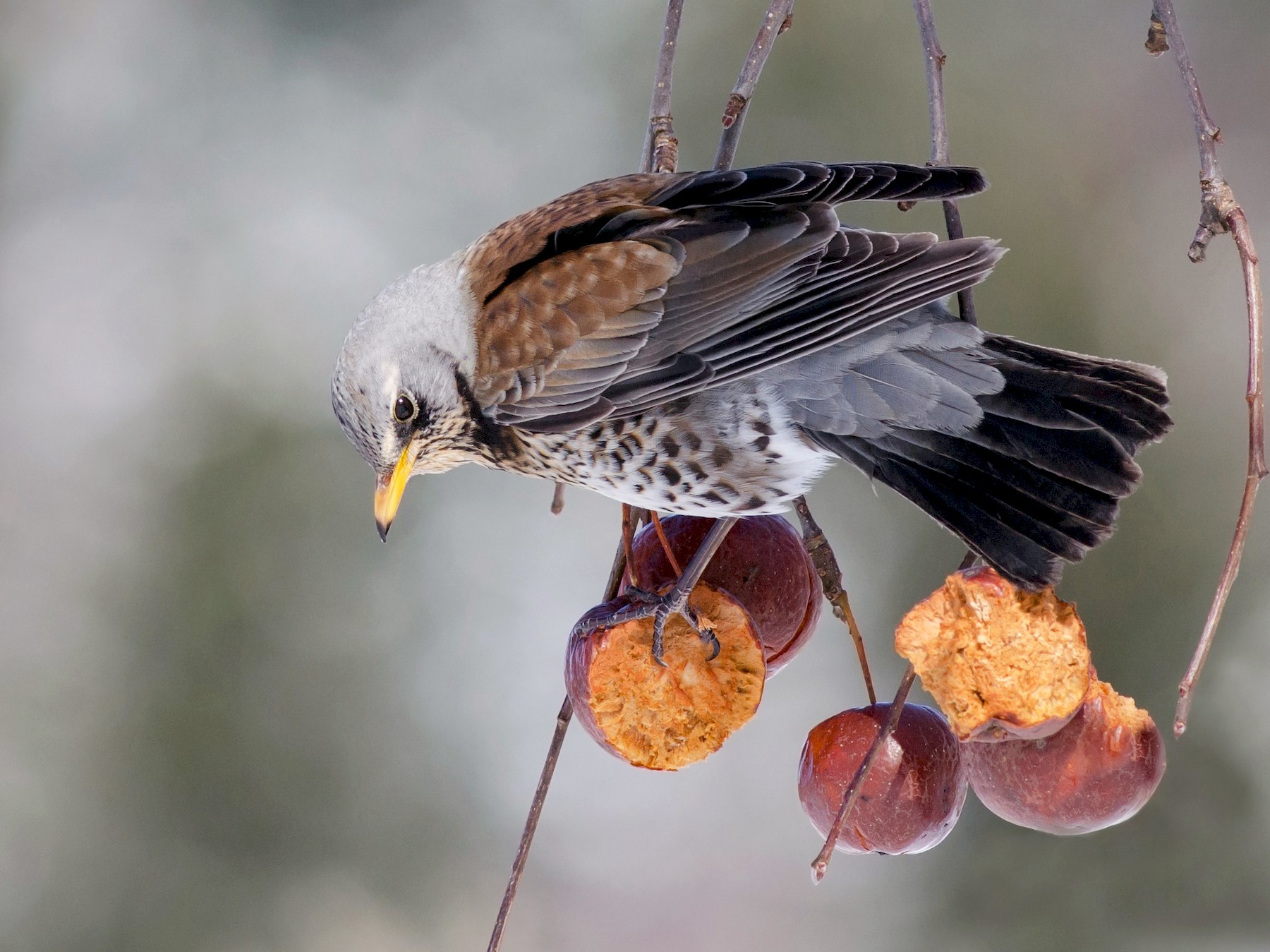 Fieldfare - eBird
