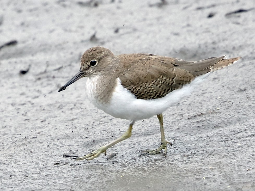 Common Sandpiper - eBird
