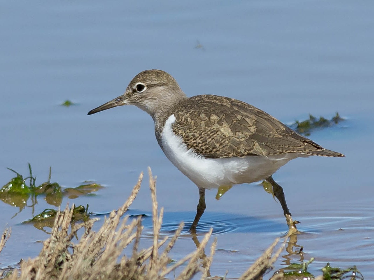 Common Sandpiper - eBird