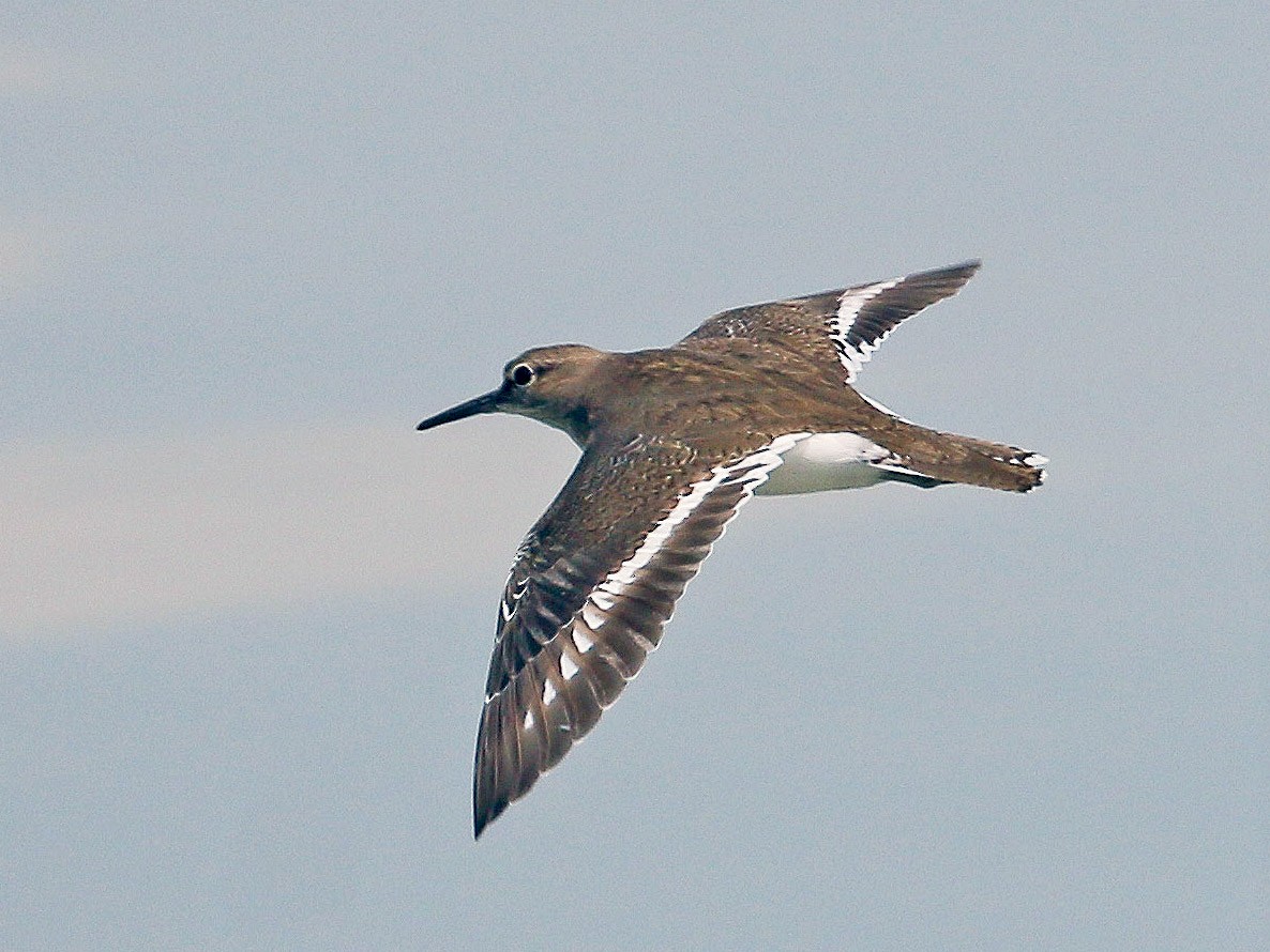 Common Sandpiper - eBird