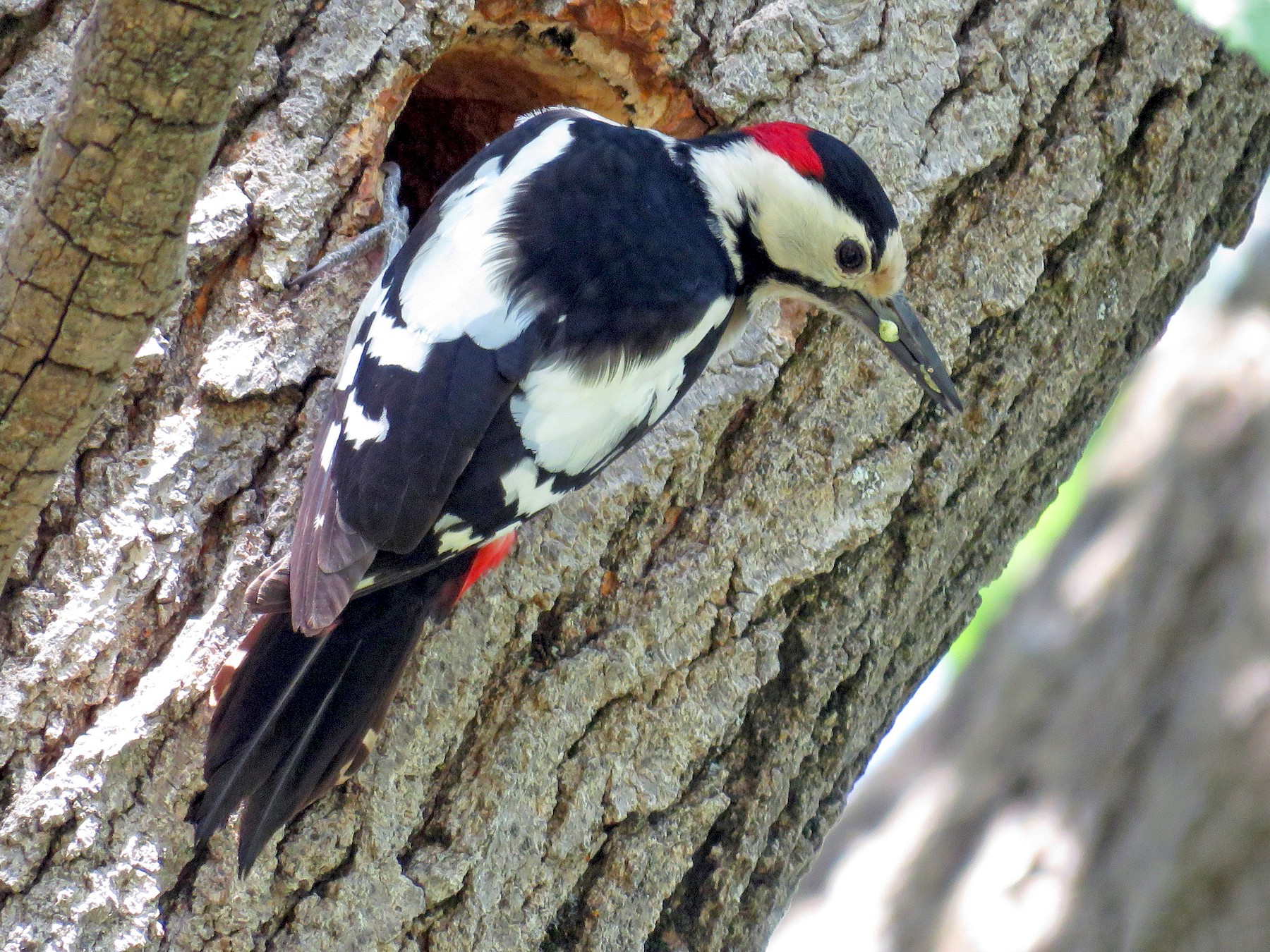 Syrian Woodpecker - eBird