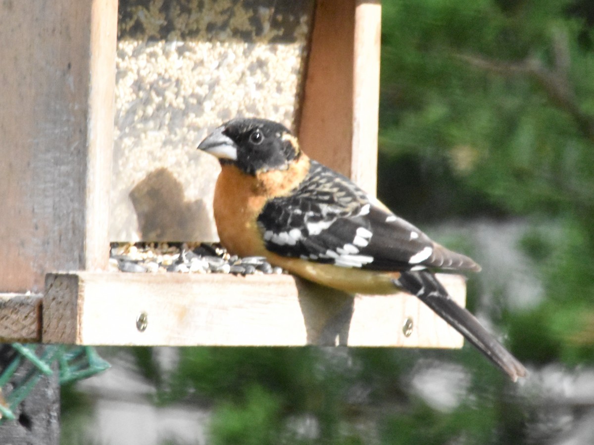 Mass Audubon eBird Checklist - 20 May 2022 - stakeout Black-headed ...